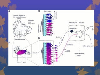 Anatomy of Vestibular System | PDF