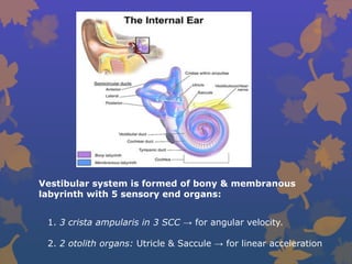 Anatomy of Vestibular System | PDF