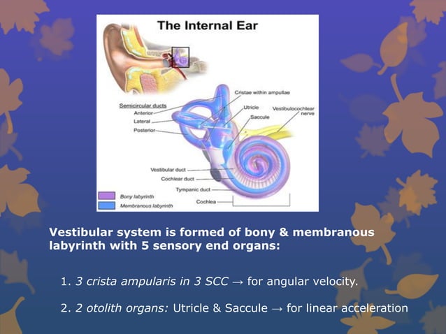Anatomy of Vestibular System | PDF