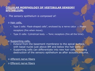 Anatomy of Vestibular System | PDF