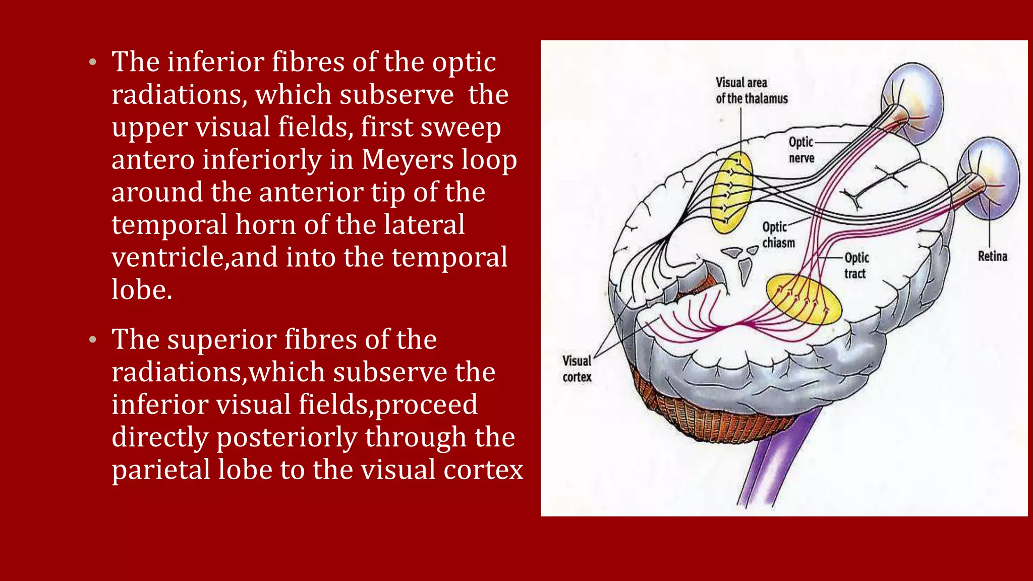 Anatomy OF VISUAL PATHWAY | PPTX