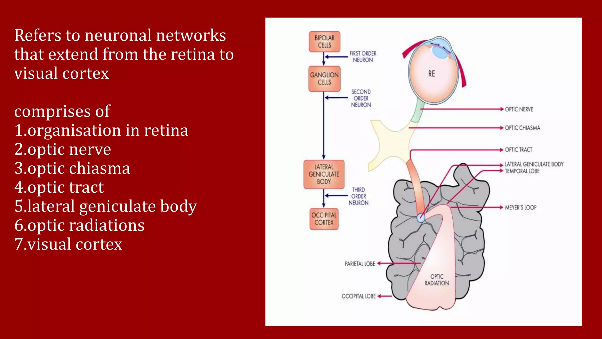 Anatomy OF VISUAL PATHWAY | PPTX