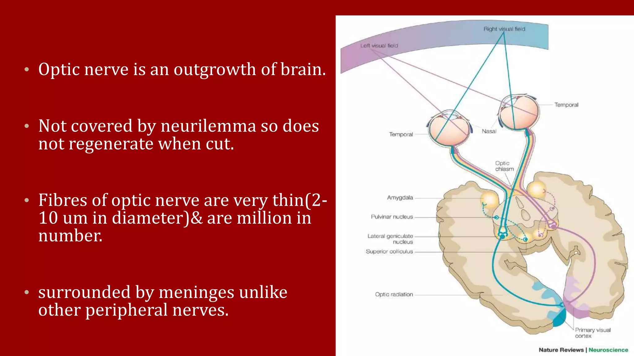 Anatomy OF VISUAL PATHWAY | PPTX
