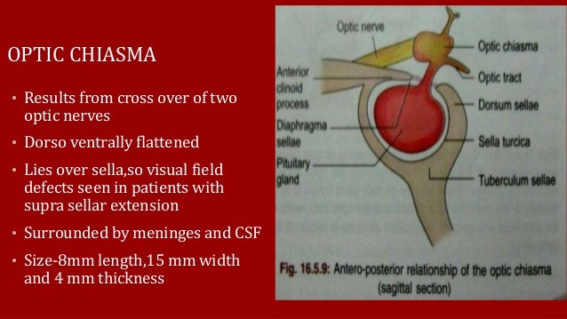 Anatomy OF VISUAL PATHWAY