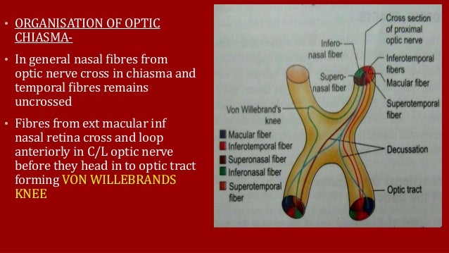 Anatomy OF VISUAL PATHWAY