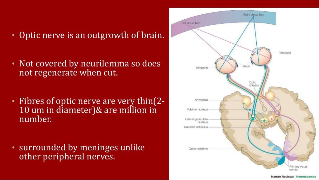 Anatomy OF VISUAL PATHWAY