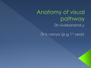 Anatomy of visual pathway | PPTX