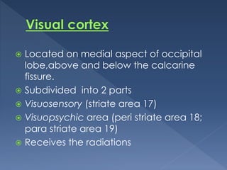 Anatomy of visual pathway | PPTX