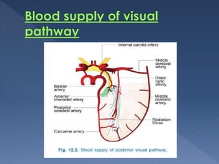 Anatomy of visual pathway | PPTX