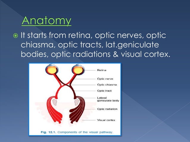 Anatomy of visual pathway | PPTX