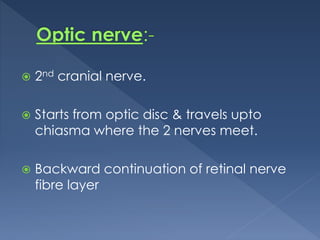 Anatomy of visual pathway | PPTX