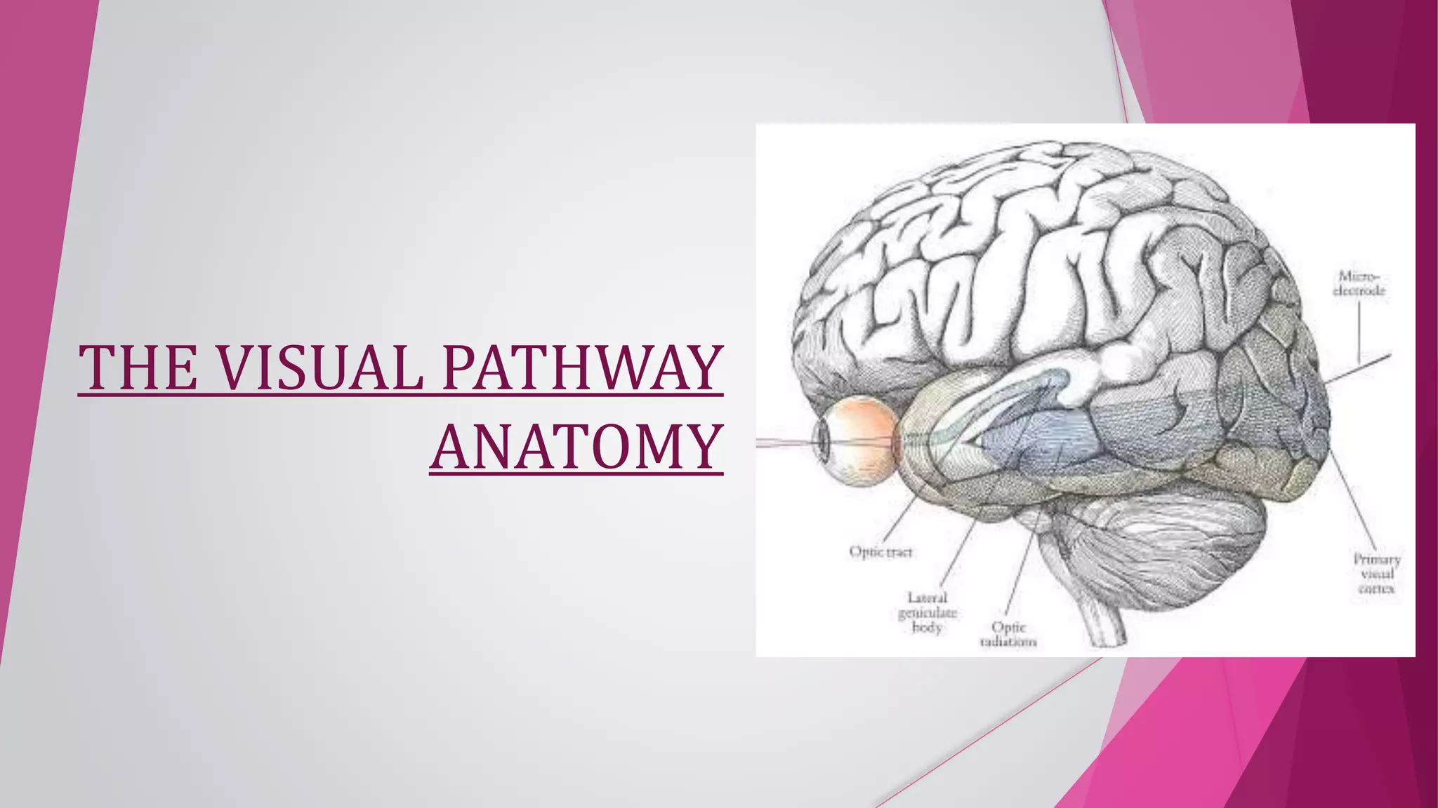 ANATOMY OF VISUAL PATHWAY - DR.RUTHRA.pptx