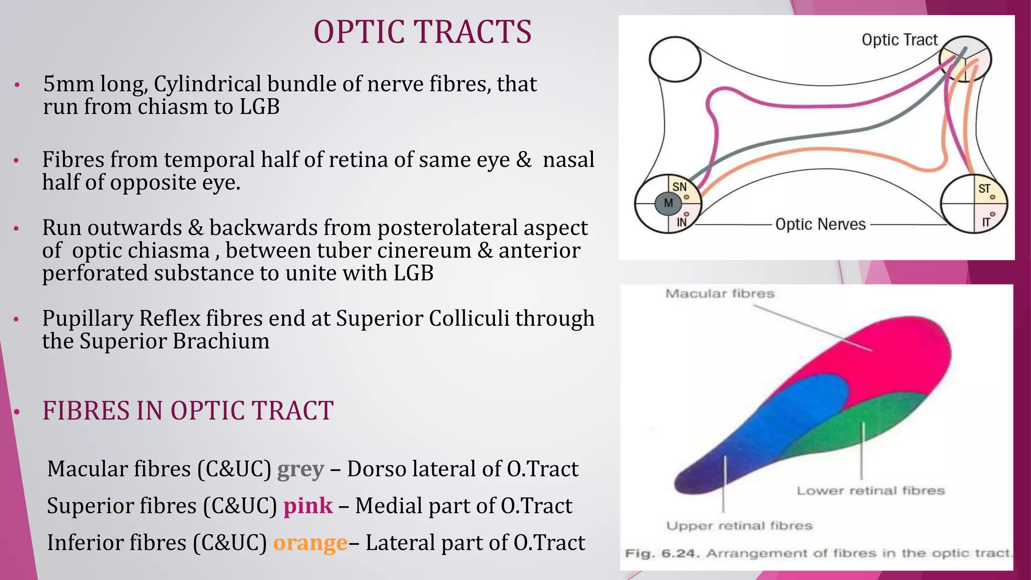 ANATOMY OF VISUAL PATHWAY - DR.RUTHRA.pptx