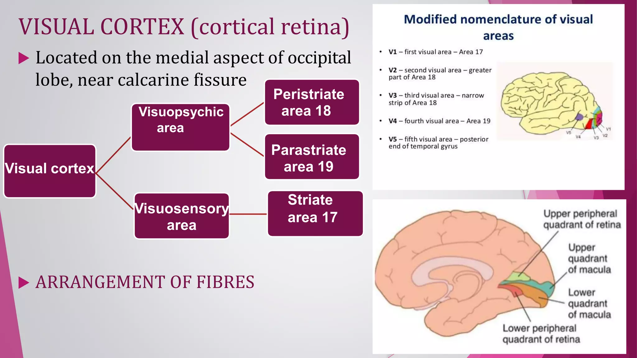 ANATOMY OF VISUAL PATHWAY - DR.RUTHRA.pptx
