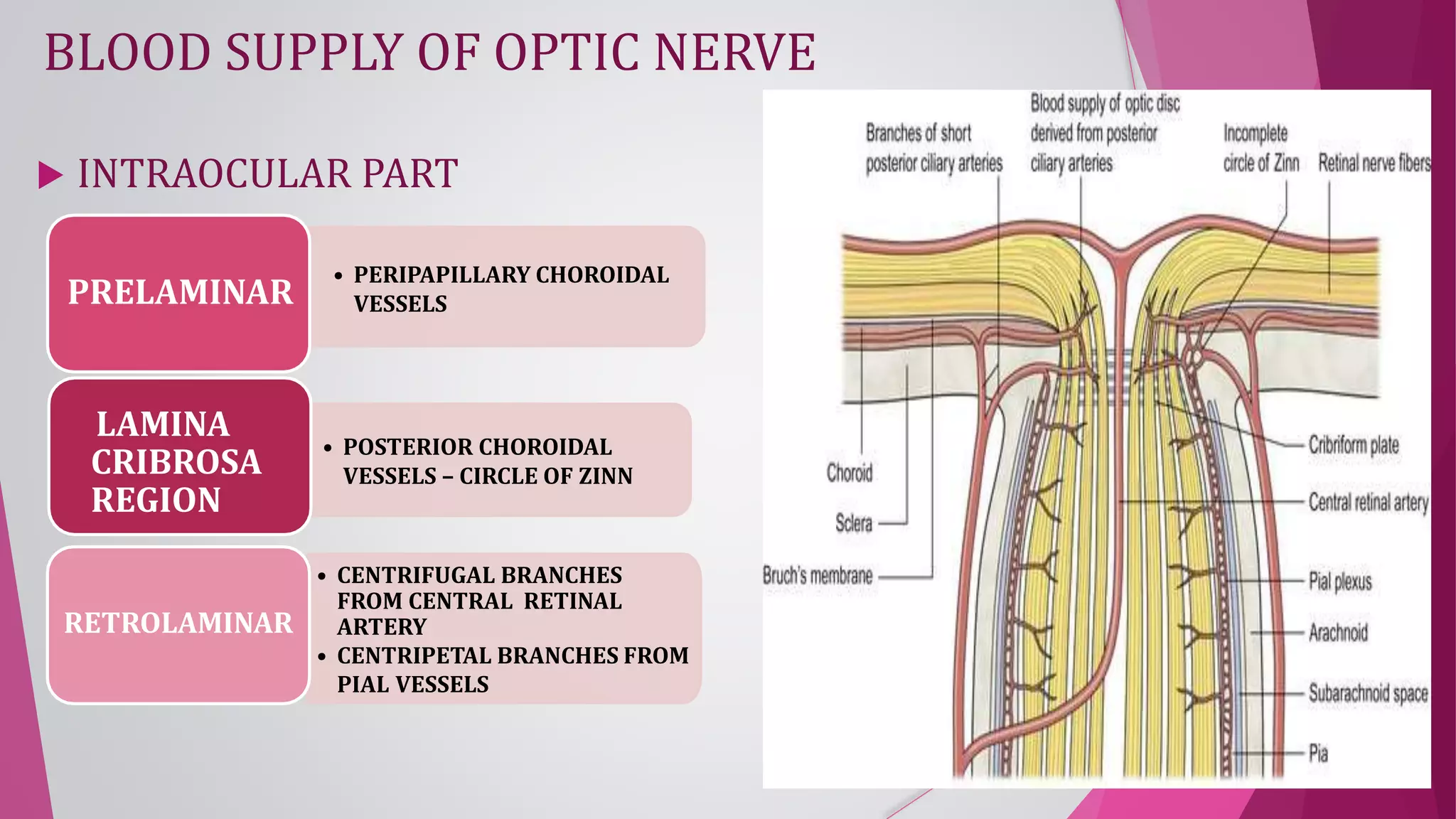 ANATOMY OF VISUAL PATHWAY - DR.RUTHRA.pptx
