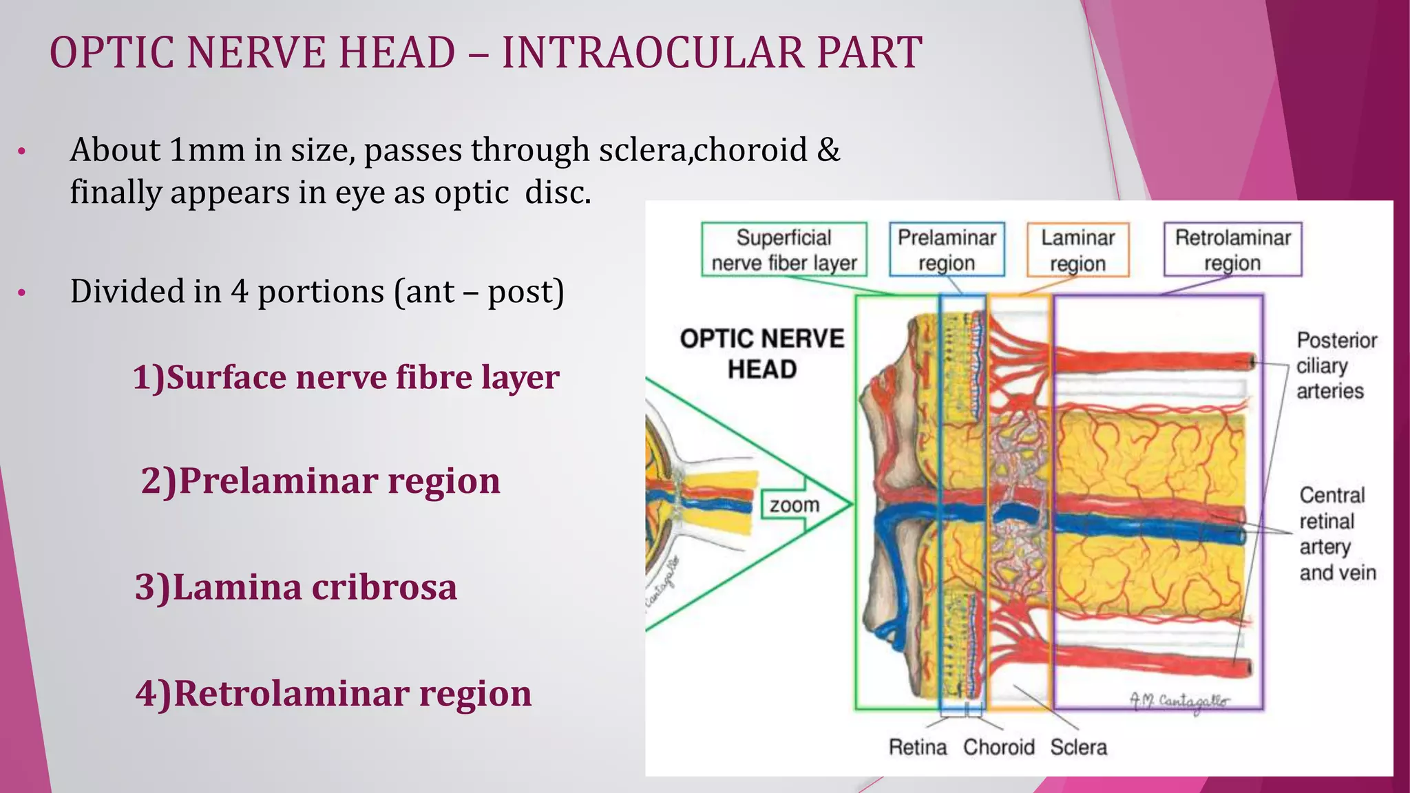 ANATOMY OF VISUAL PATHWAY - DR.RUTHRA.pptx