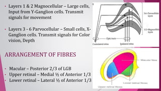 ANATOMY OF VISUAL PATHWAY - DR.RUTHRA.pptx