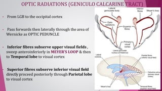 ANATOMY OF VISUAL PATHWAY - DR.RUTHRA.pptx
