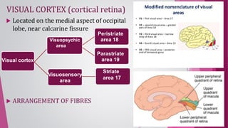 ANATOMY OF VISUAL PATHWAY - DR.RUTHRA.pptx