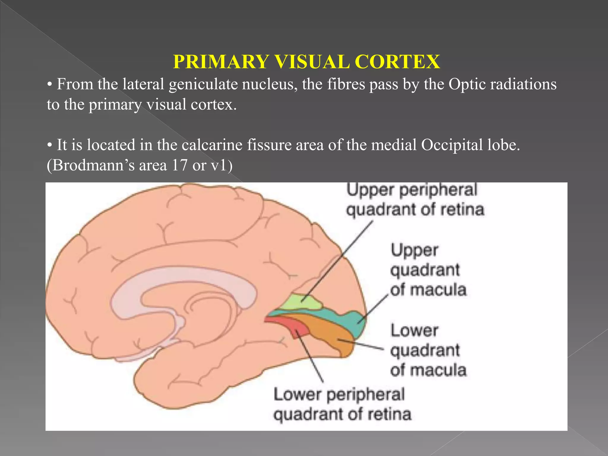 Anatomy of visual pathway and its lesion.pptx