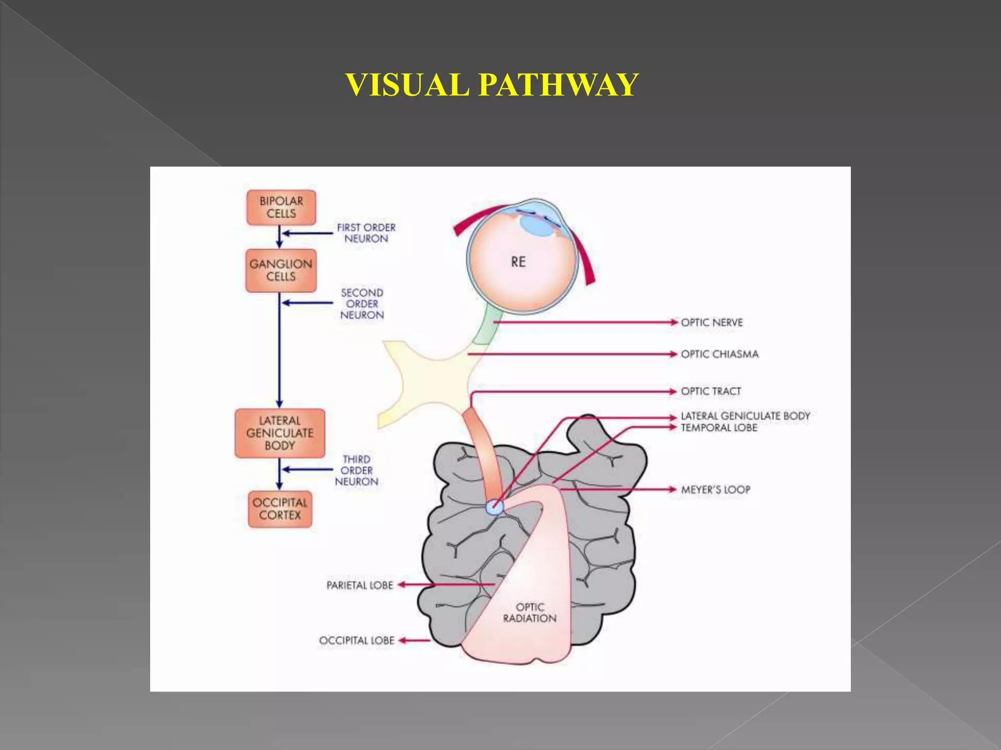 Anatomy of visual pathway and its lesion.pptx