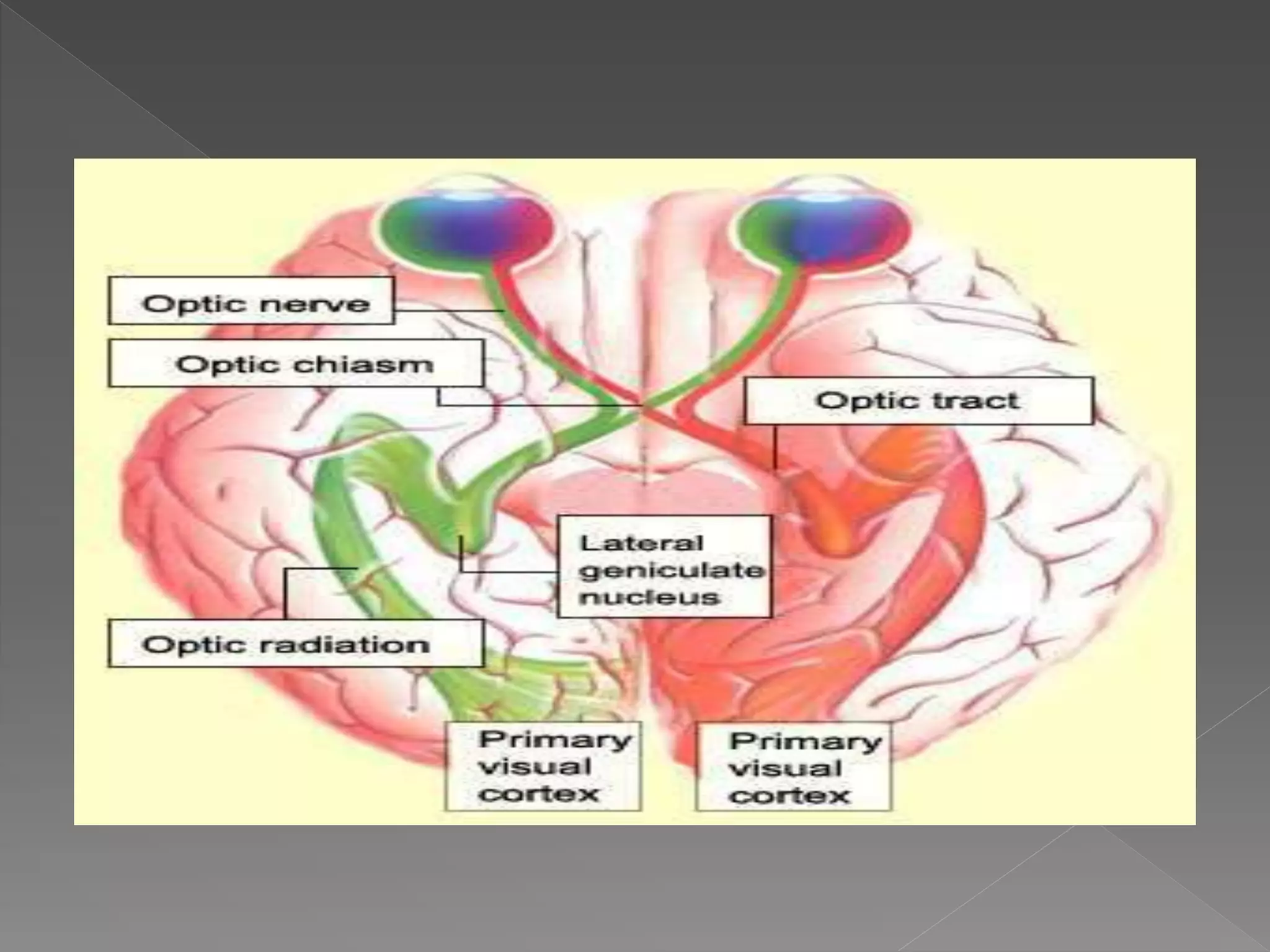 Anatomy of visual pathway and its lesion.pptx