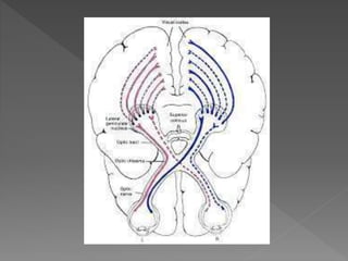Anatomy of visual pathway and its lesion.pptx