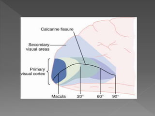 Anatomy of visual pathway and its lesion.pptx