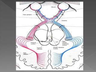 Anatomy of visual pathway and its lesion.pptx