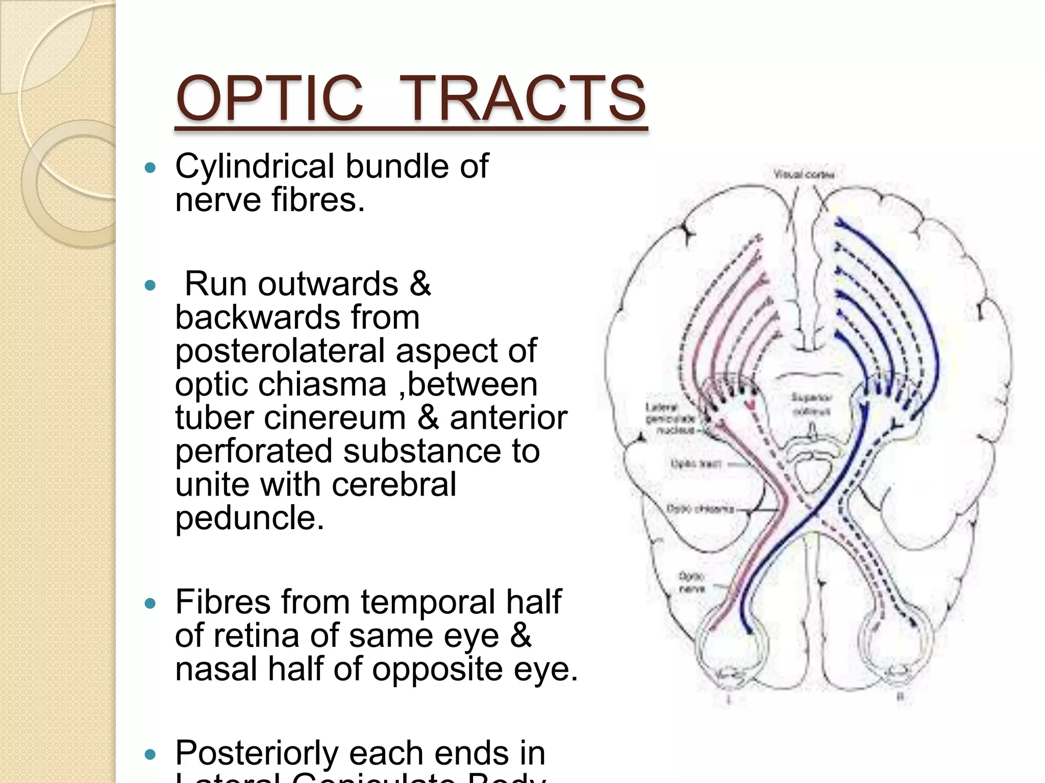 Anatomy of visual pathway and its lesions. | PPTX