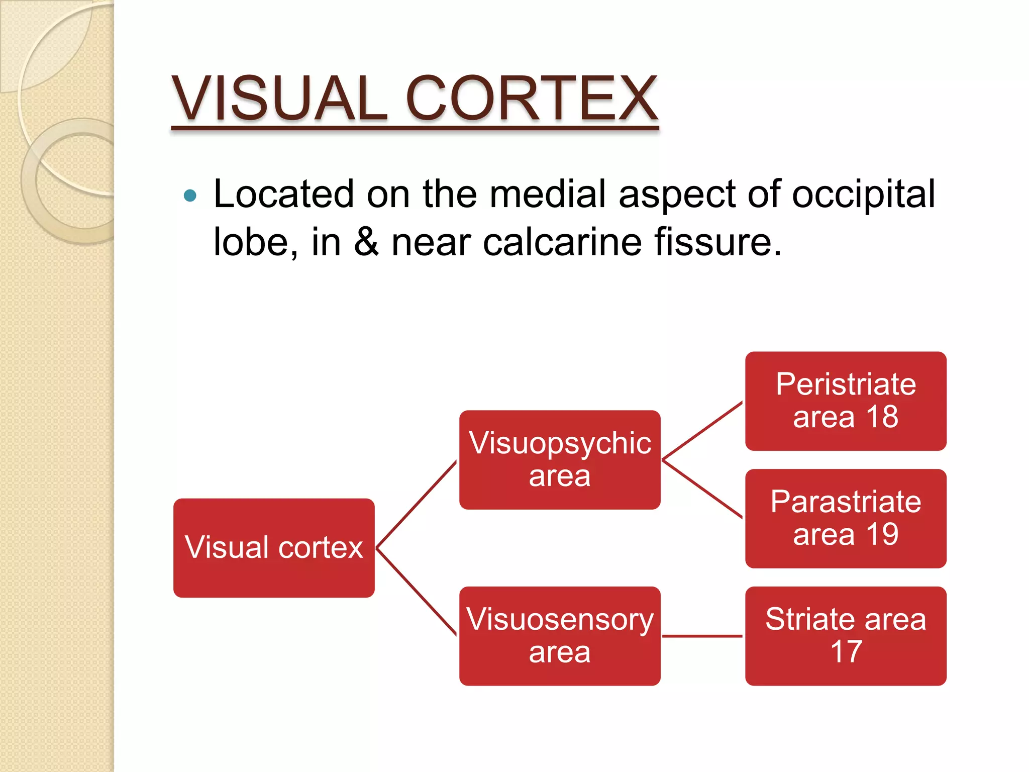 Anatomy of visual pathway and its lesions. | PPTX