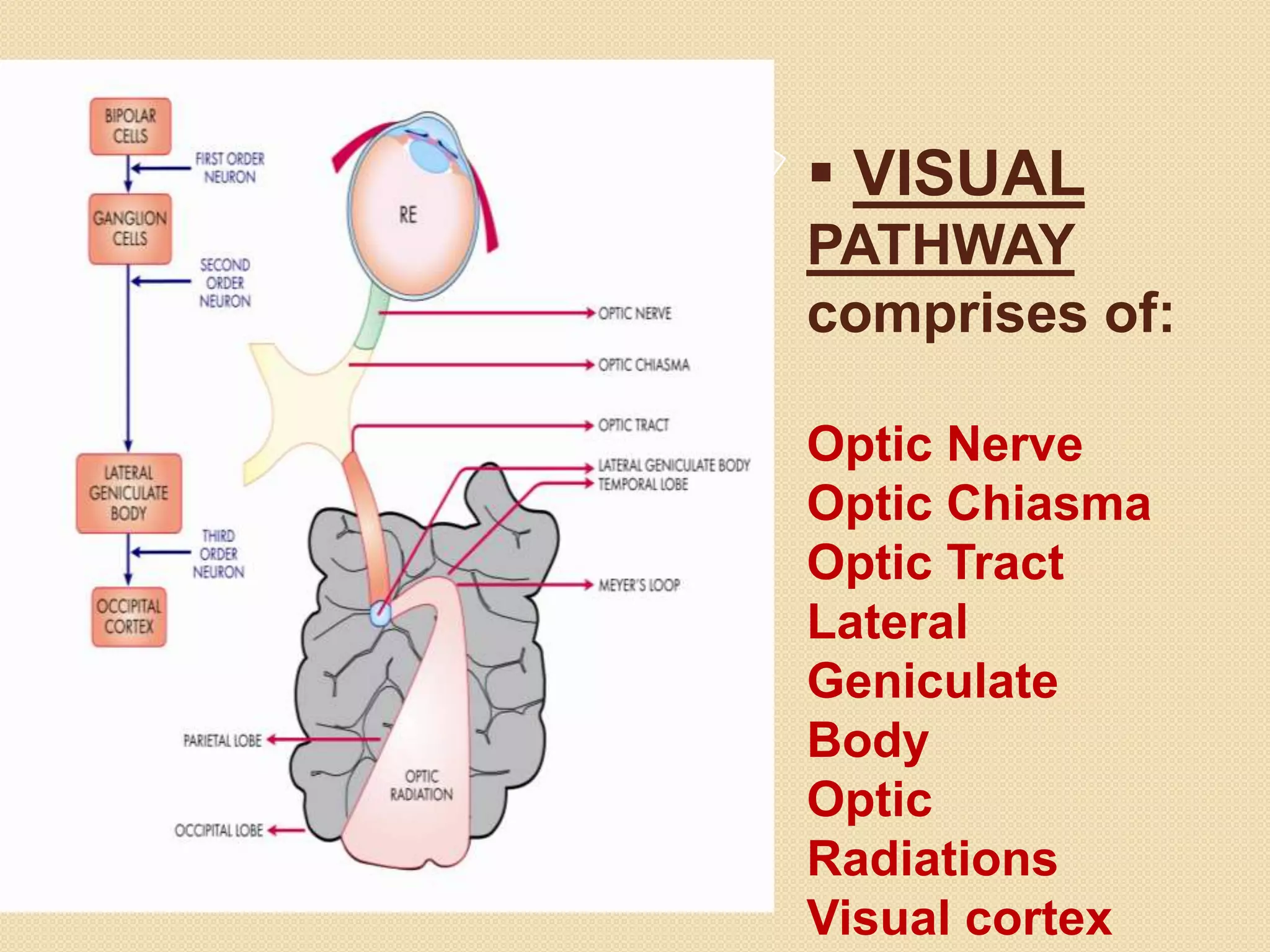 Anatomy of visual pathway and its lesions. | PPTX