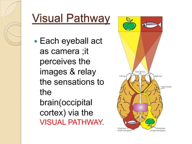 Anatomy of visual pathway and its lesions. | PPTX