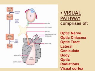Anatomy of visual pathway and its lesions. | PPTX