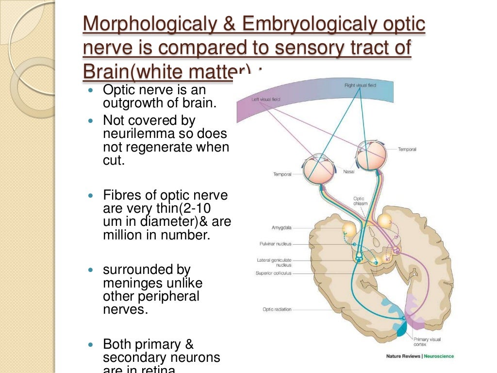 Anatomy of visual pathway and its lesions.