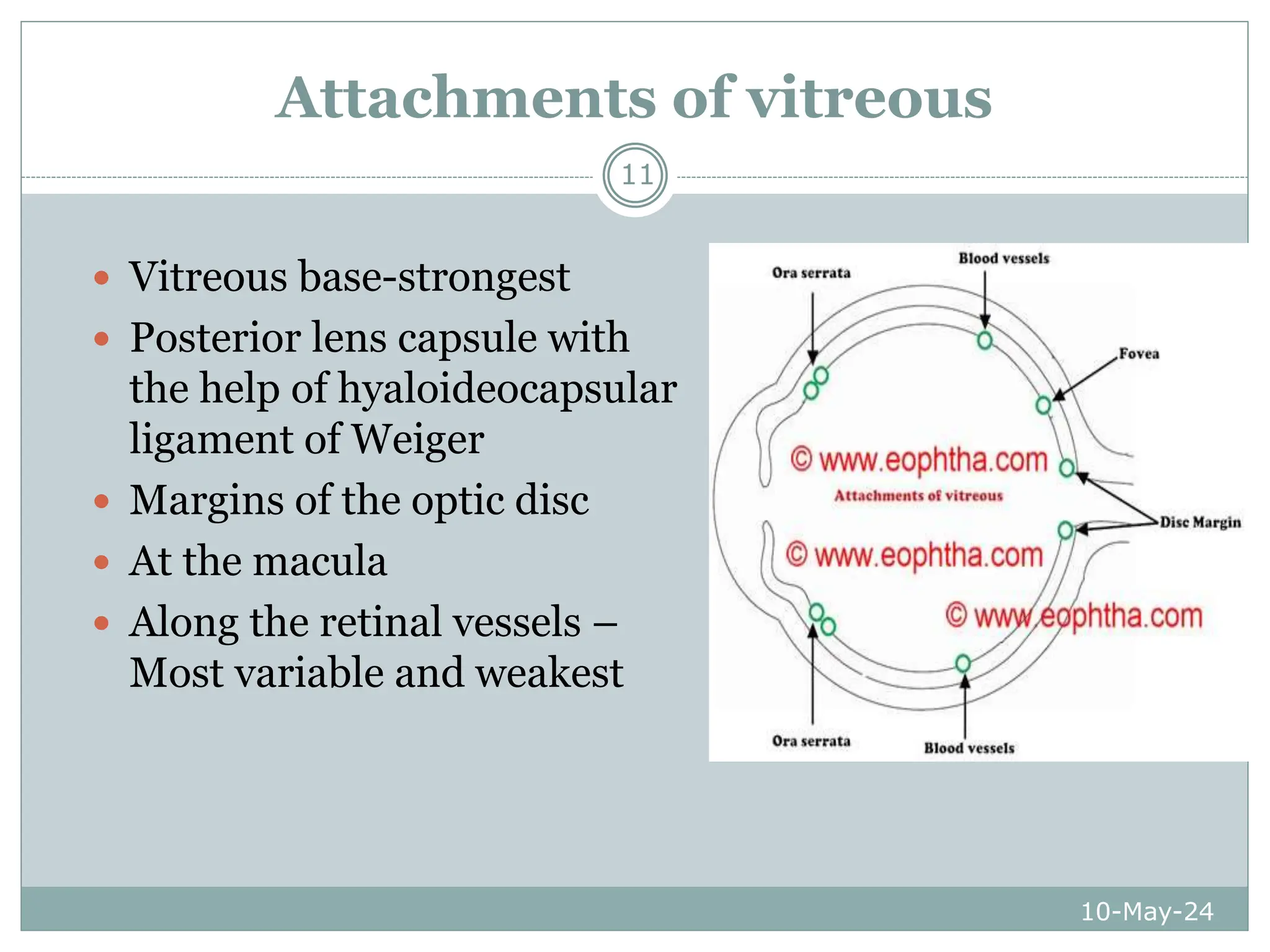 anatomy of vitreous.by dr azmat slideshare | PPT