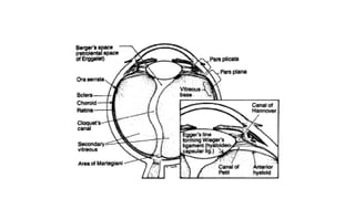 ANATOMY OF VITREOUS- Part 1(anatomy, composition, development)) | PPTX