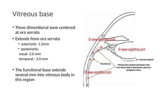 ANATOMY OF VITREOUS- Part 1(anatomy, composition, development)) | PPTX
