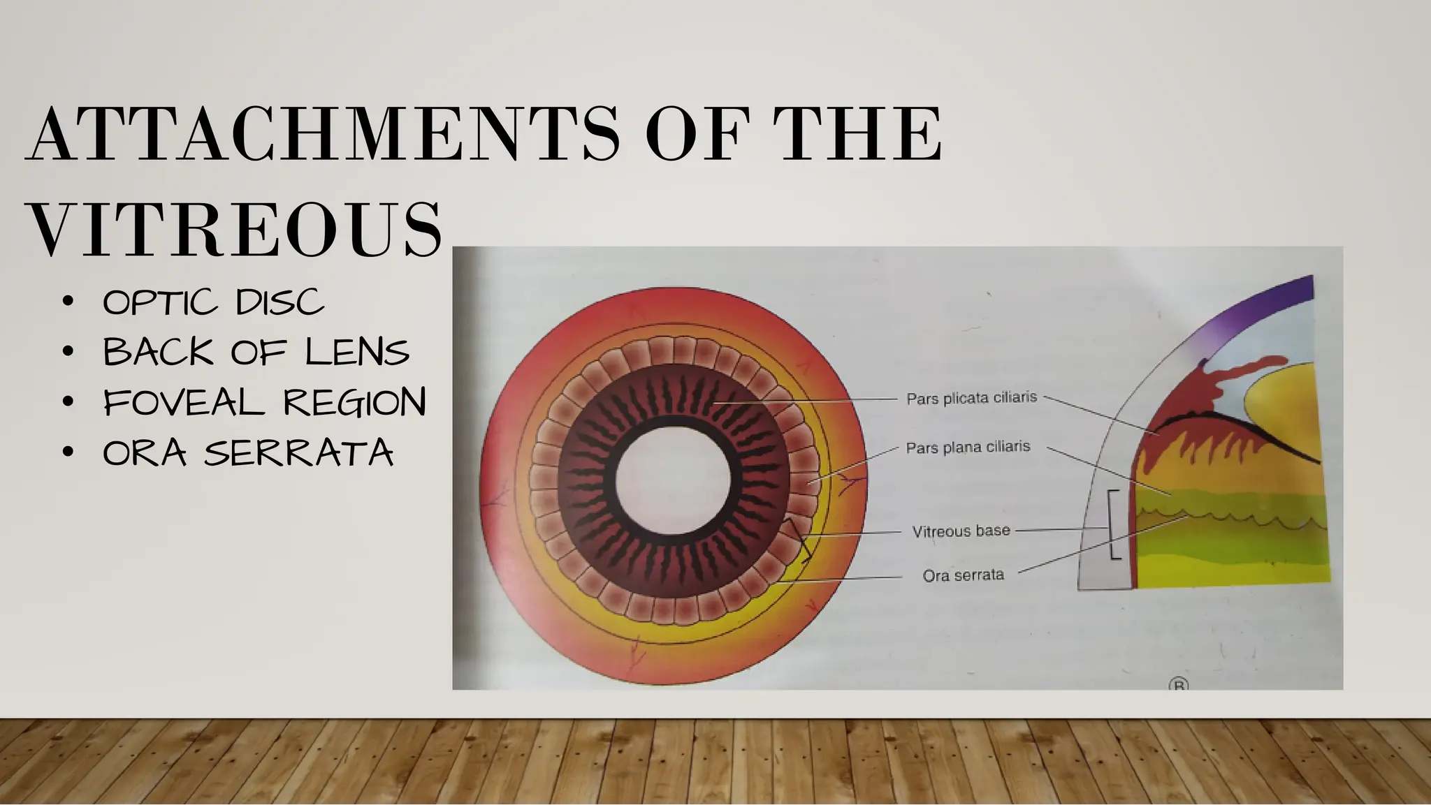 ANATOMY OF VITREOUS CHAMBER-ophthalmology | PDF