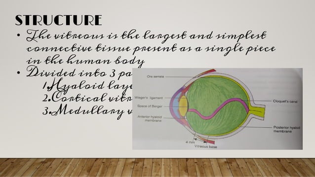 ANATOMY OF VITREOUS CHAMBER-ophthalmology | PDF