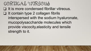 ANATOMY OF VITREOUS CHAMBER-ophthalmology | PDF