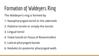 Anatomy of Waldeyers Ring .pptx