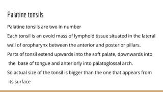 Anatomy of Waldeyers Ring .pptx