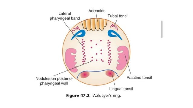 Anatomy of Waldeyers Ring .pptx