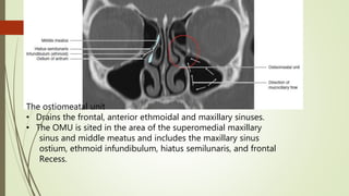 Anatomy of pns | PPTX