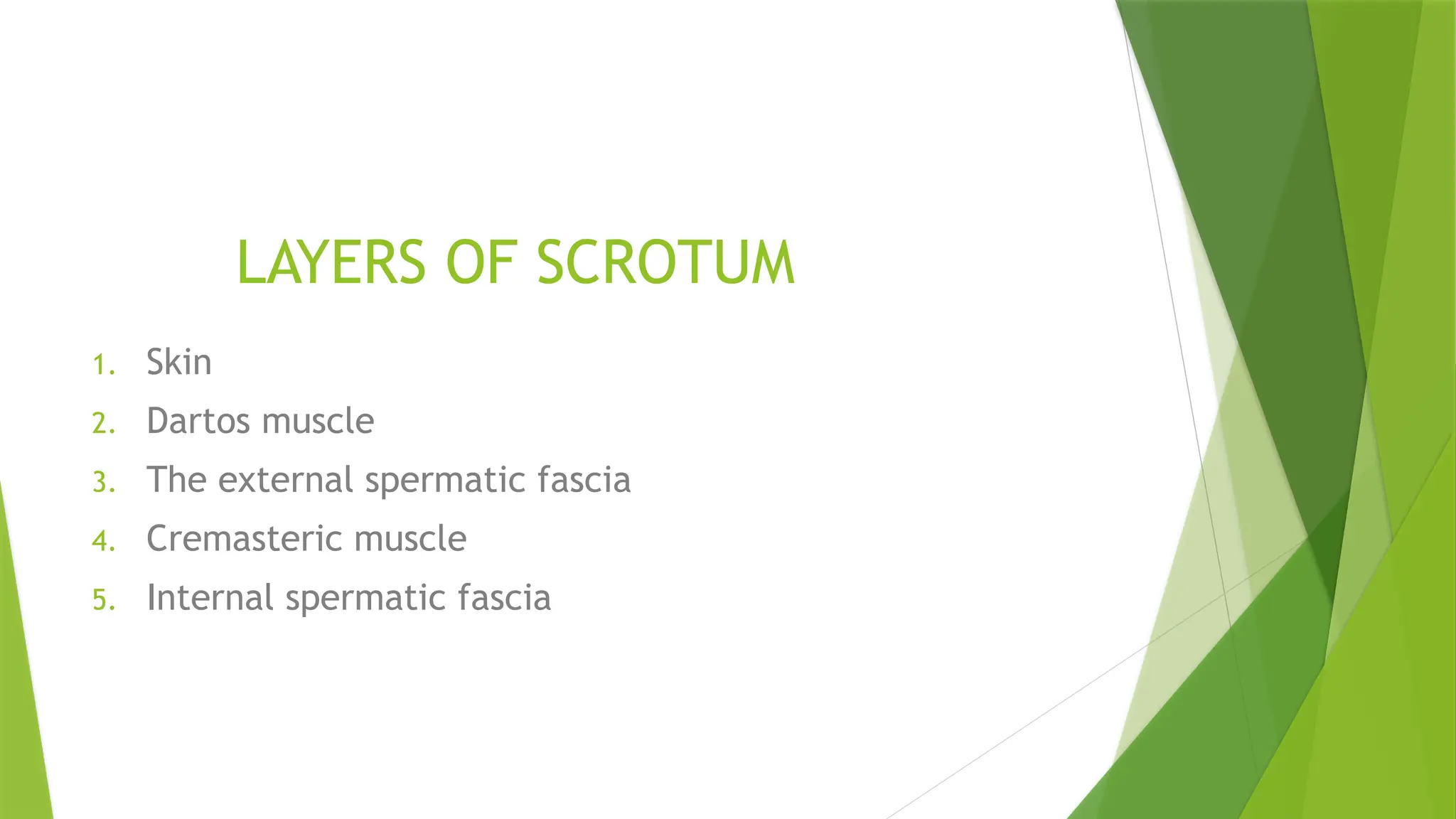 ANATOMY ON SCROTUM easy way to learn this just download.pptx