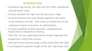 ANATOMY ON SCROTUM easy way to learn this just download.pptx