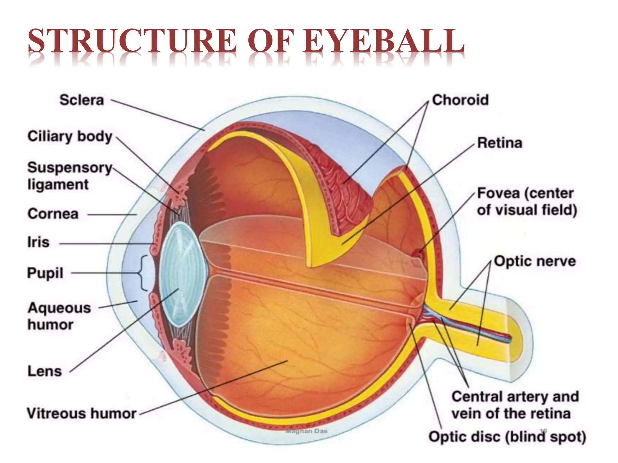 Anatomy, optics & refractive errors of eye | PPT