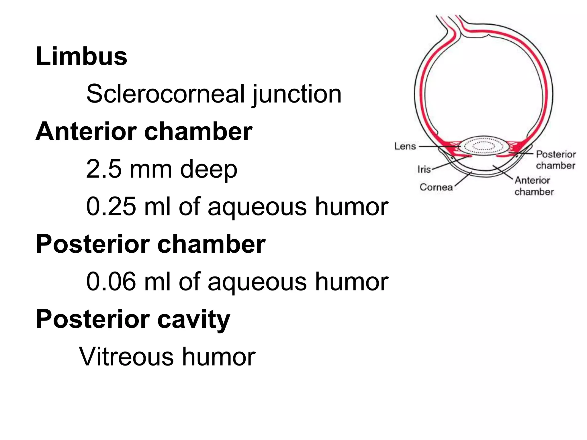 Anatomy, optics & refractive errors of eye | PPT