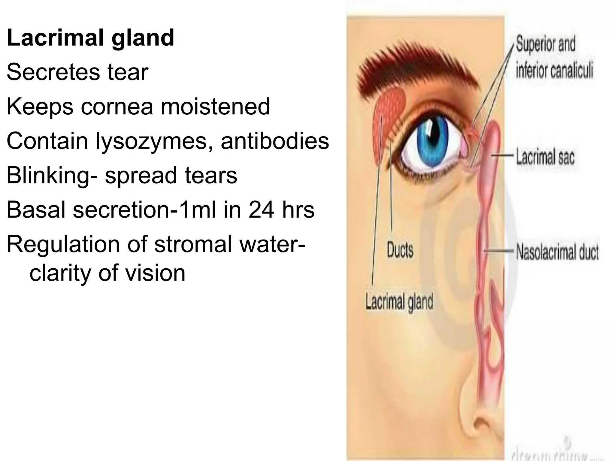 Anatomy, optics & refractive errors of eye | PPT